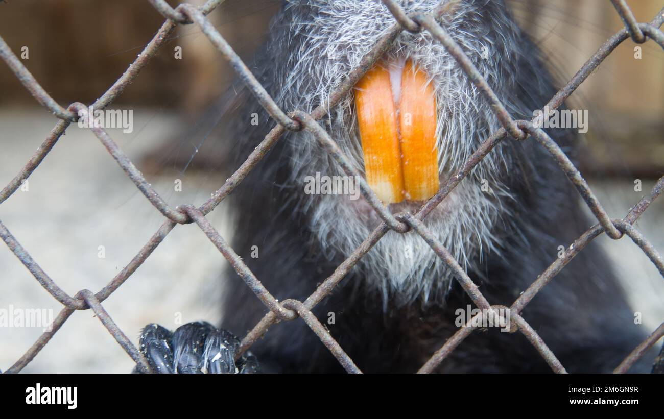 Animal in cage is trying to get out Stock Photo - Alamy