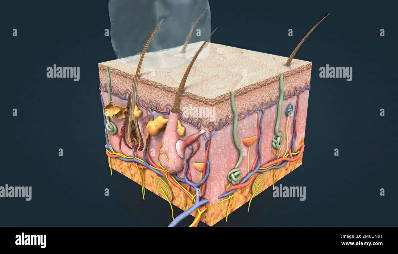 Cutaneous sense hi-res stock photography and images - Alamy