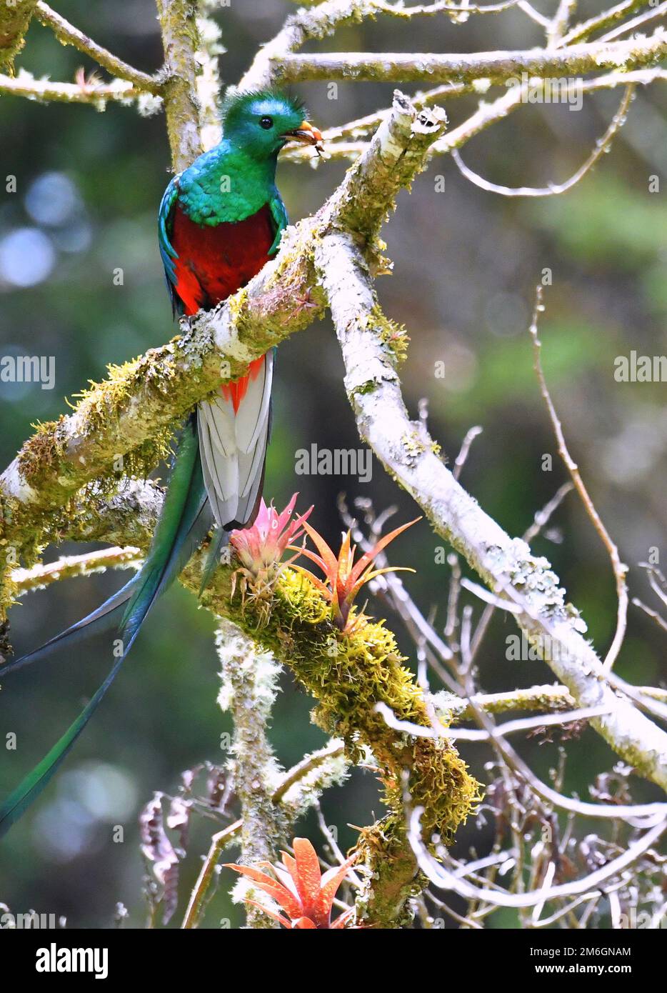Resplendent Quetzal (Pharomachrus mocinno) in Cloud Forest of Costa ...