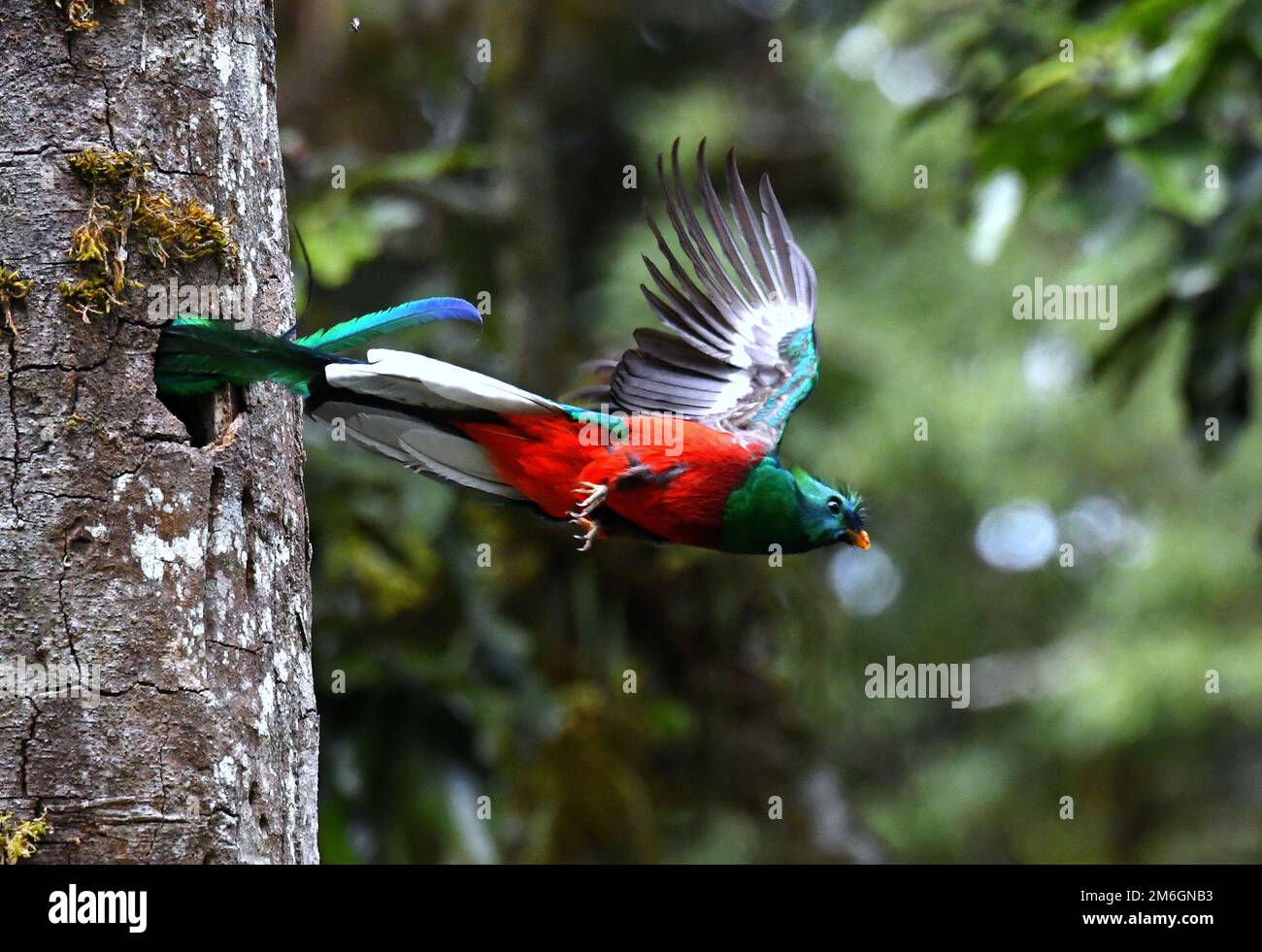 Quetzal In Flight
