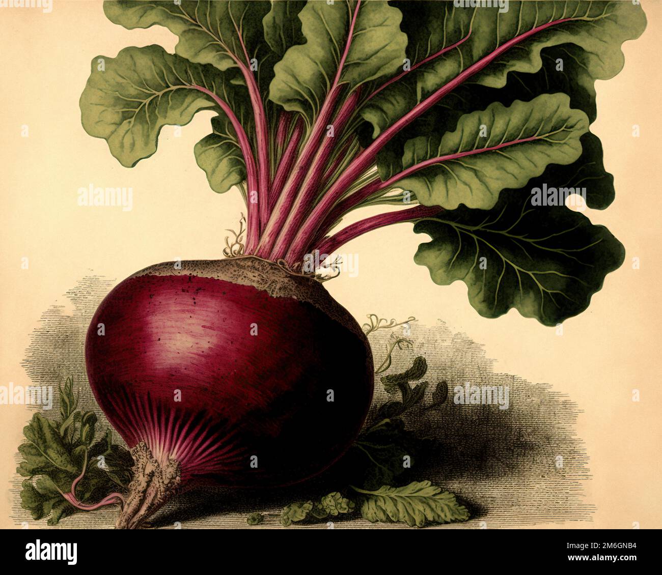 Vintage botanical illustrations hi-res stock photography and images - Alamy