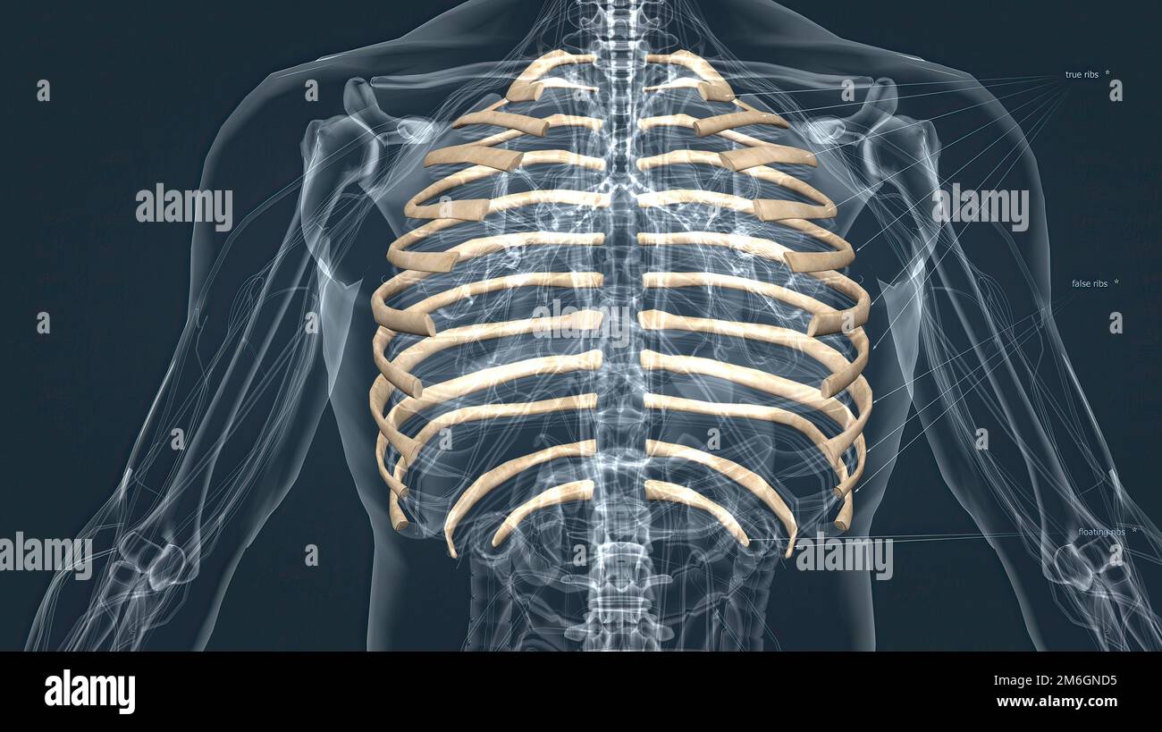 Skeleton, rib cage and upper limb hi-res stock photography and images ...