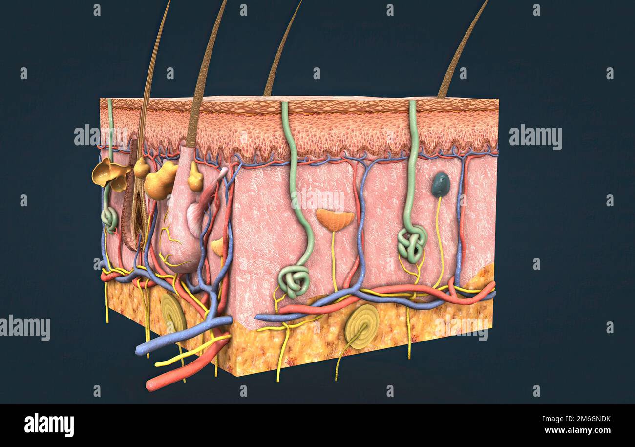 The skin is a vital organ that covers the entire outside of the body ...