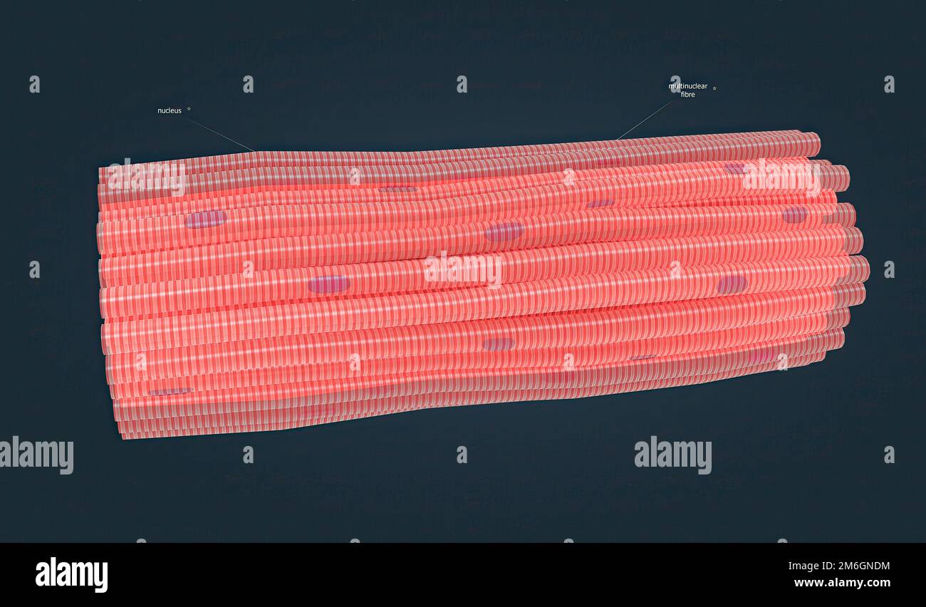 Cardiac tissue microscope hi-res stock photography and images - Alamy