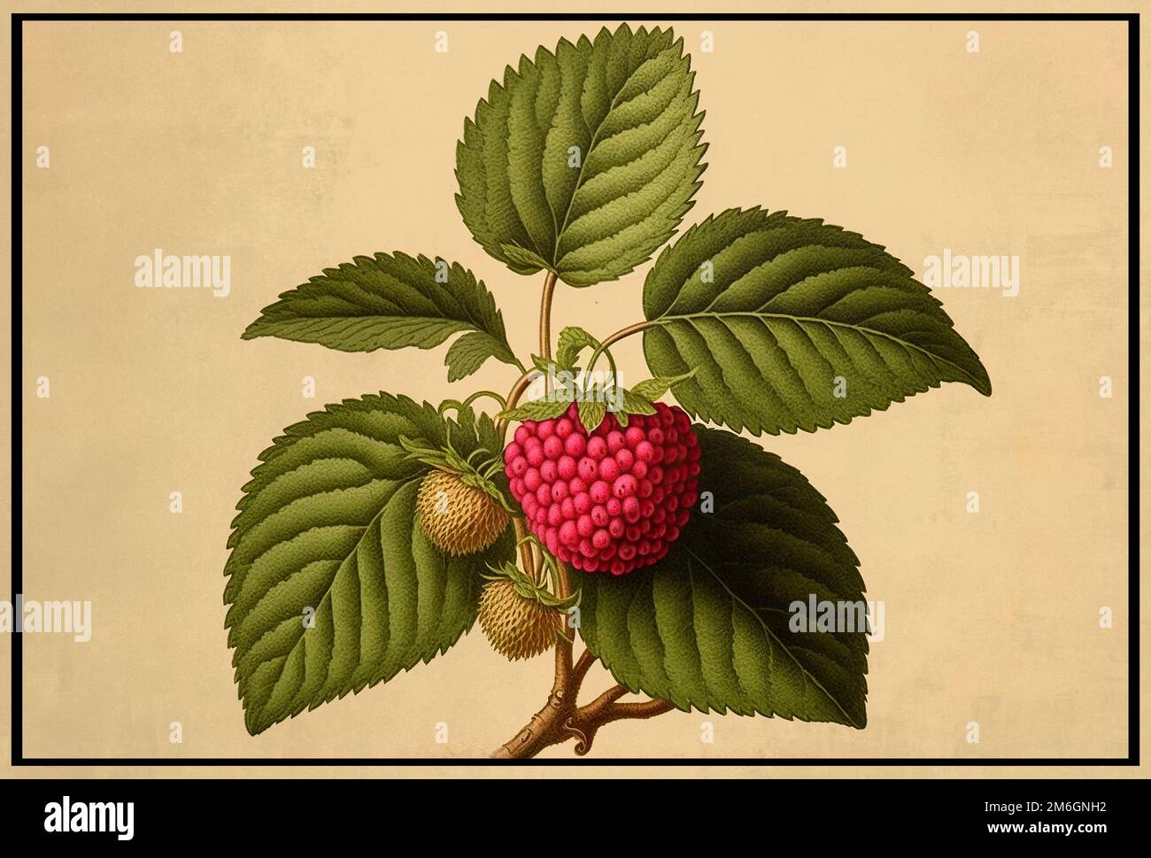 Reproduction colour lithograph hi-res stock photography and images - Alamy