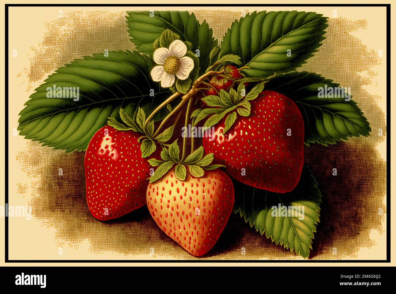 Lithograph illustration victorian hi-res stock photography and images ...