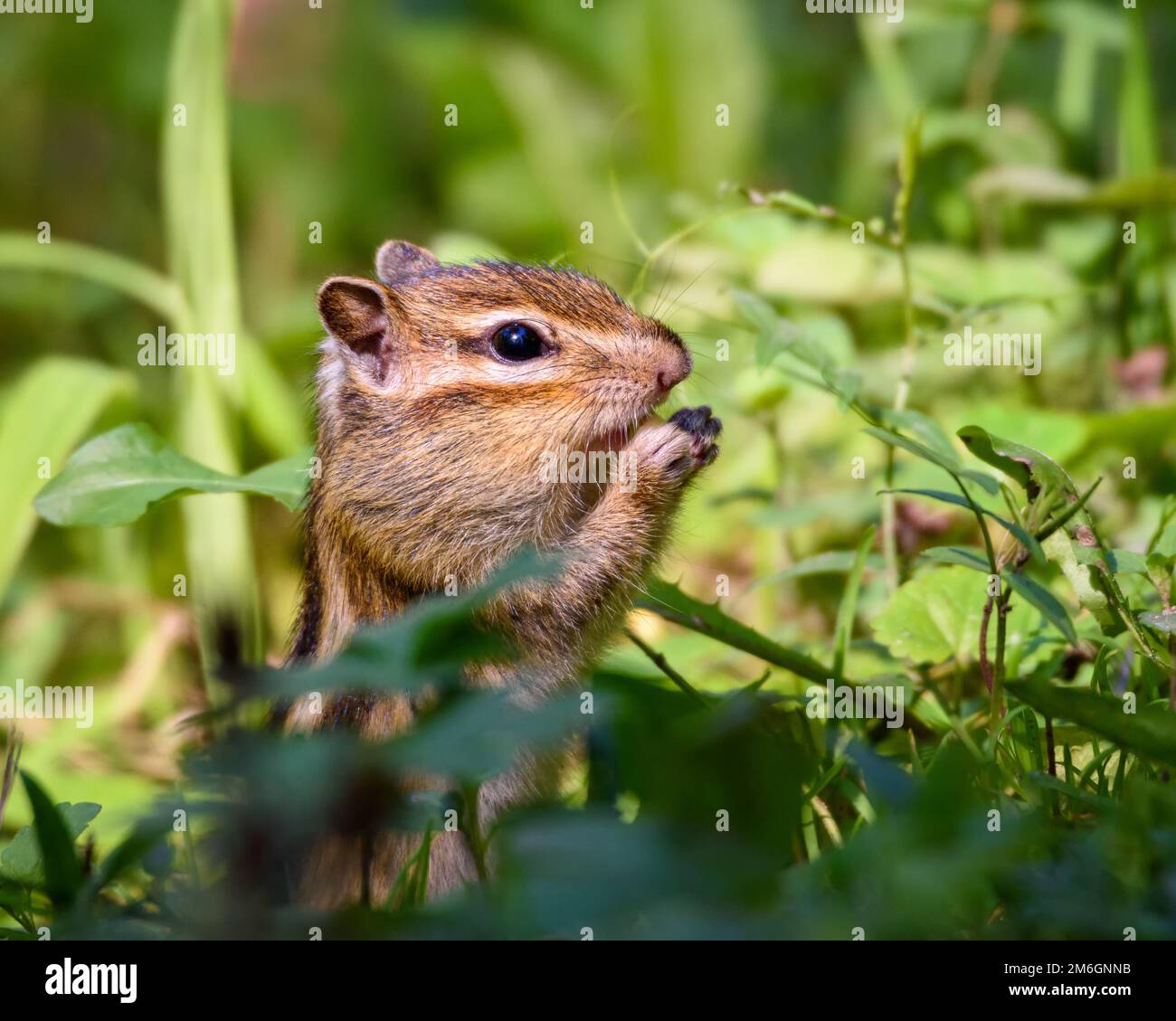 A chipmunk peeks out of the green grass Stock Photo - Alamy