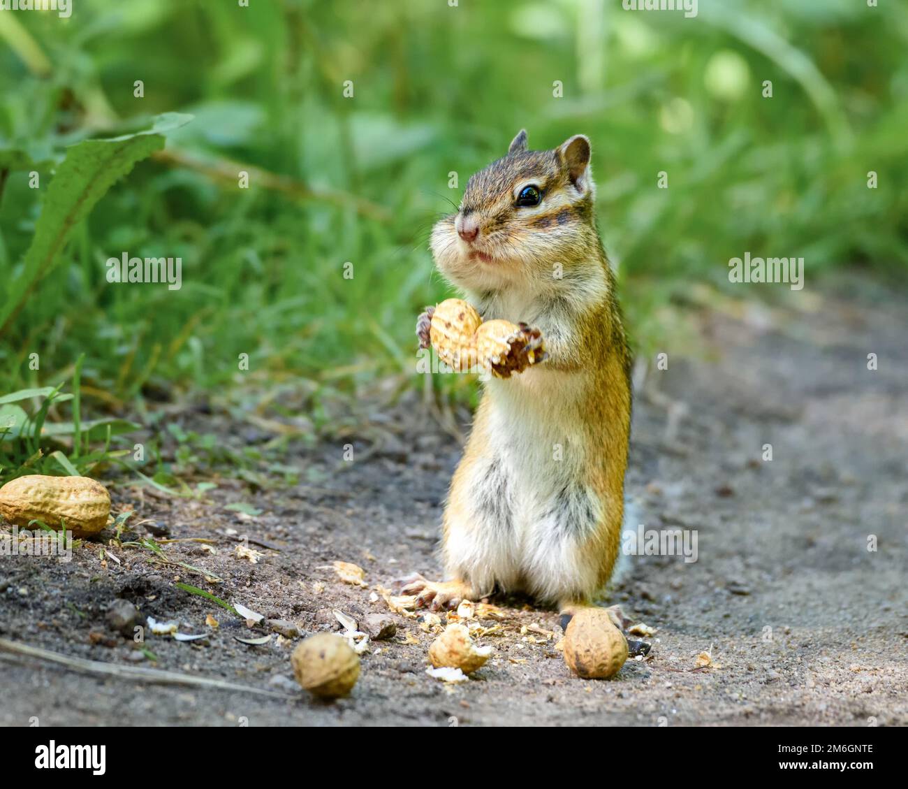 Chipmunk sitting on the path, close-up Stock Photo - Alamy