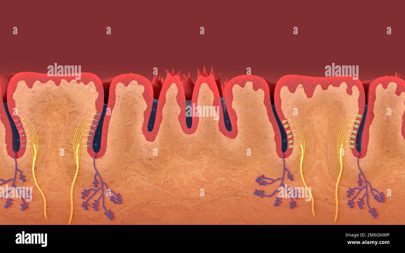 Tongue surface taste hi-res stock photography and images - Alamy