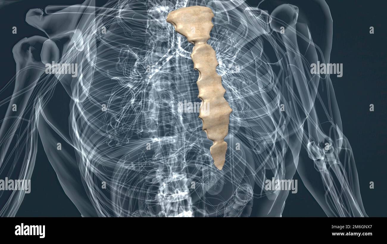 Hyaline cartilage joint hi-res stock photography and images - Alamy