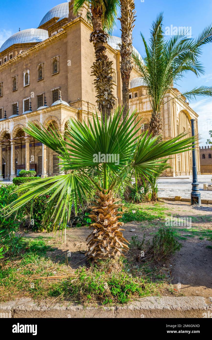 Palms near mosque Stock Photo - Alamy