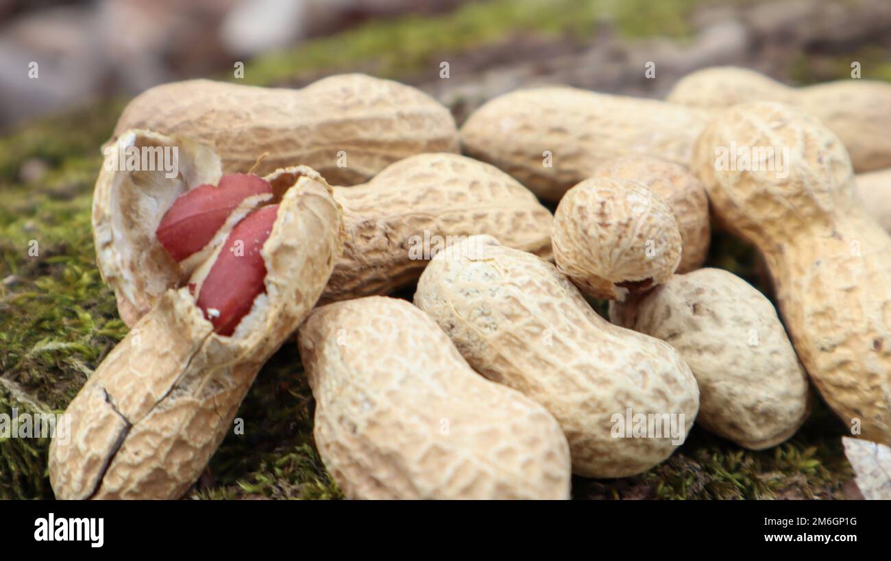 Unpeeled whole raw peanuts in brown husks in the shell texture on a ...