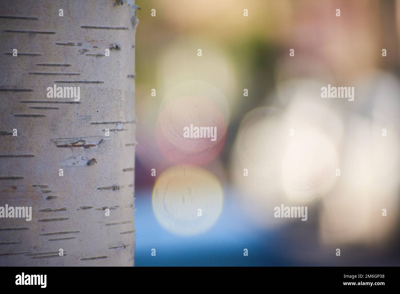 Silver birch tree bark hi-res stock photography and images - Alamy