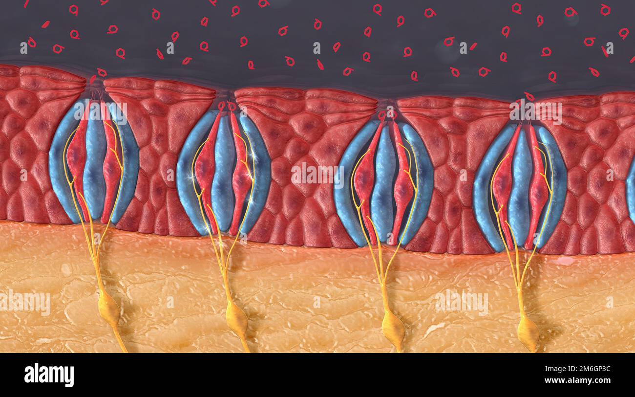 Taste receptors on tongue hi-res stock photography and images - Alamy