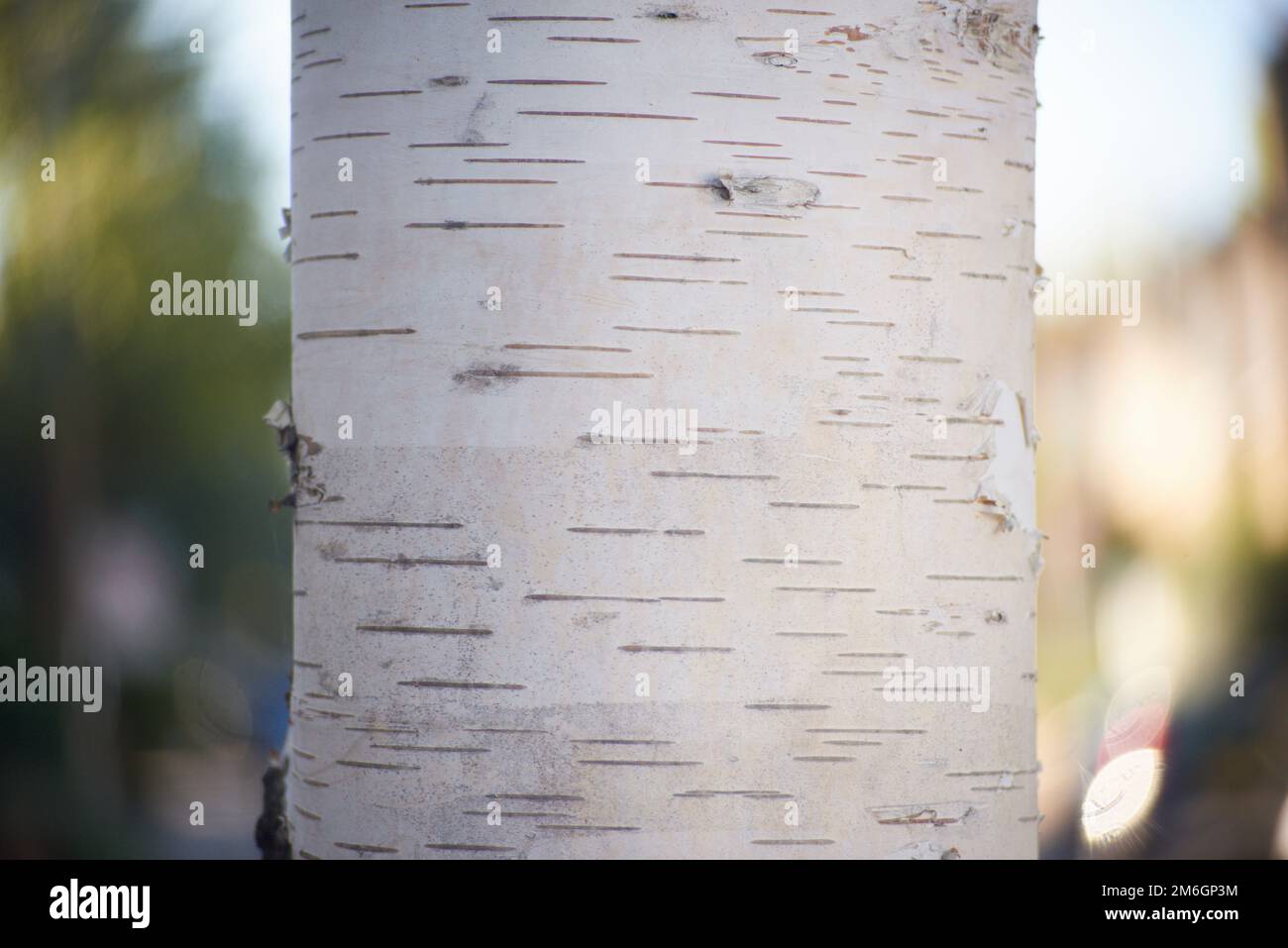 A closeup detail of silver birch tree bark in morning light Stock Photo ...