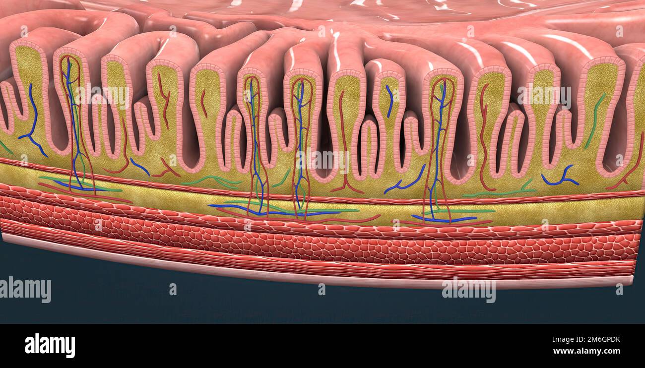 Mucous cavities hi-res stock photography and images - Alamy