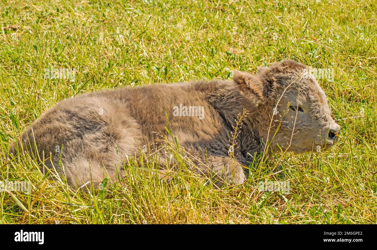 Cattle, young animal Stock Photo - Alamy
