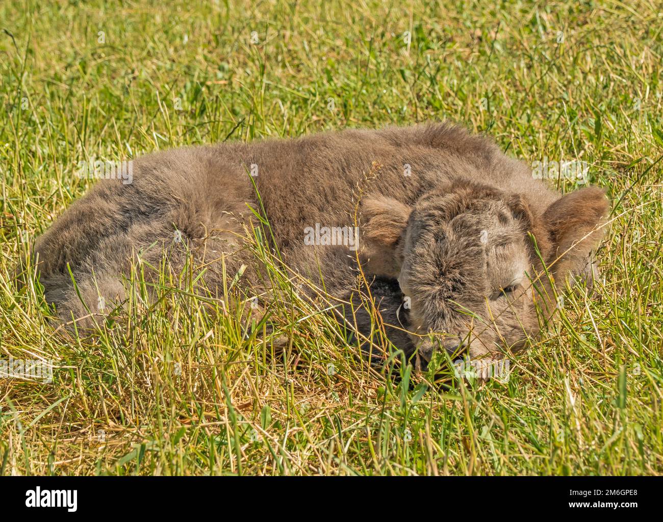 Cattle, young animal Stock Photo - Alamy