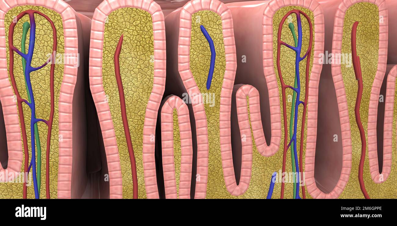 Mucous membrane of tongue hi-res stock photography and images - Alamy