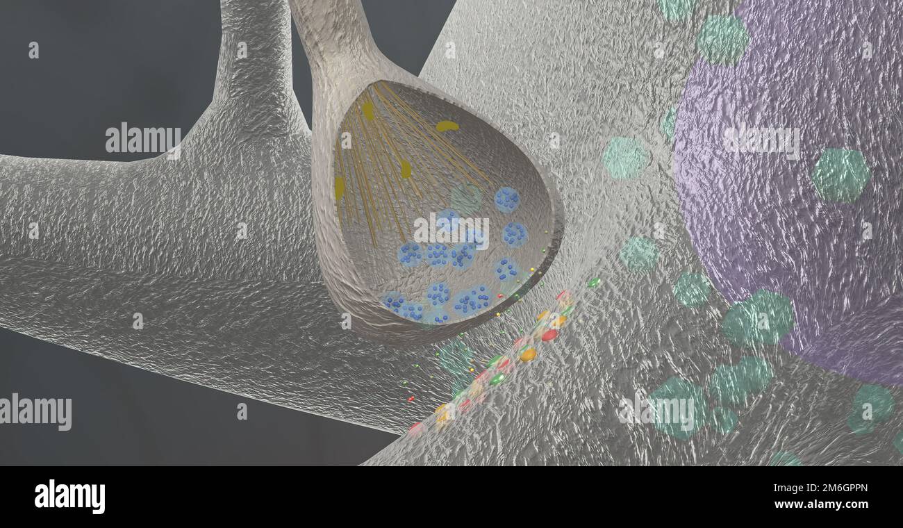 Basic nervous function hi-res stock photography and images - Alamy