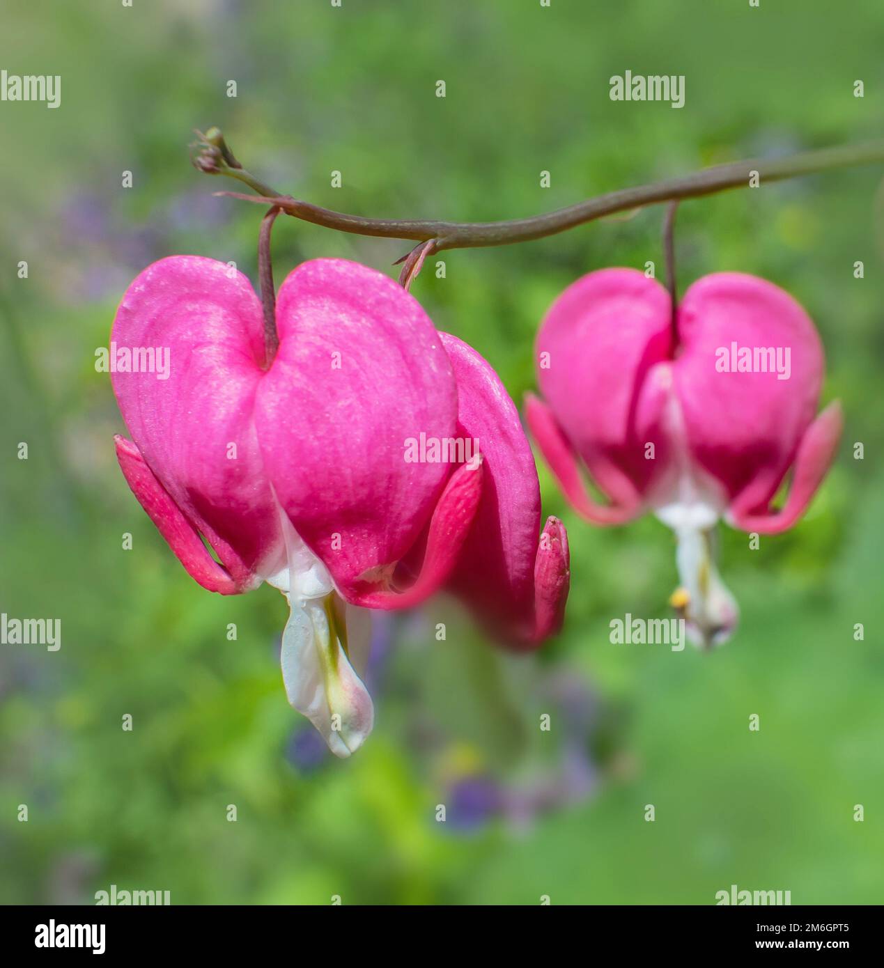 Weeping meadow hi-res stock photography and images - Alamy