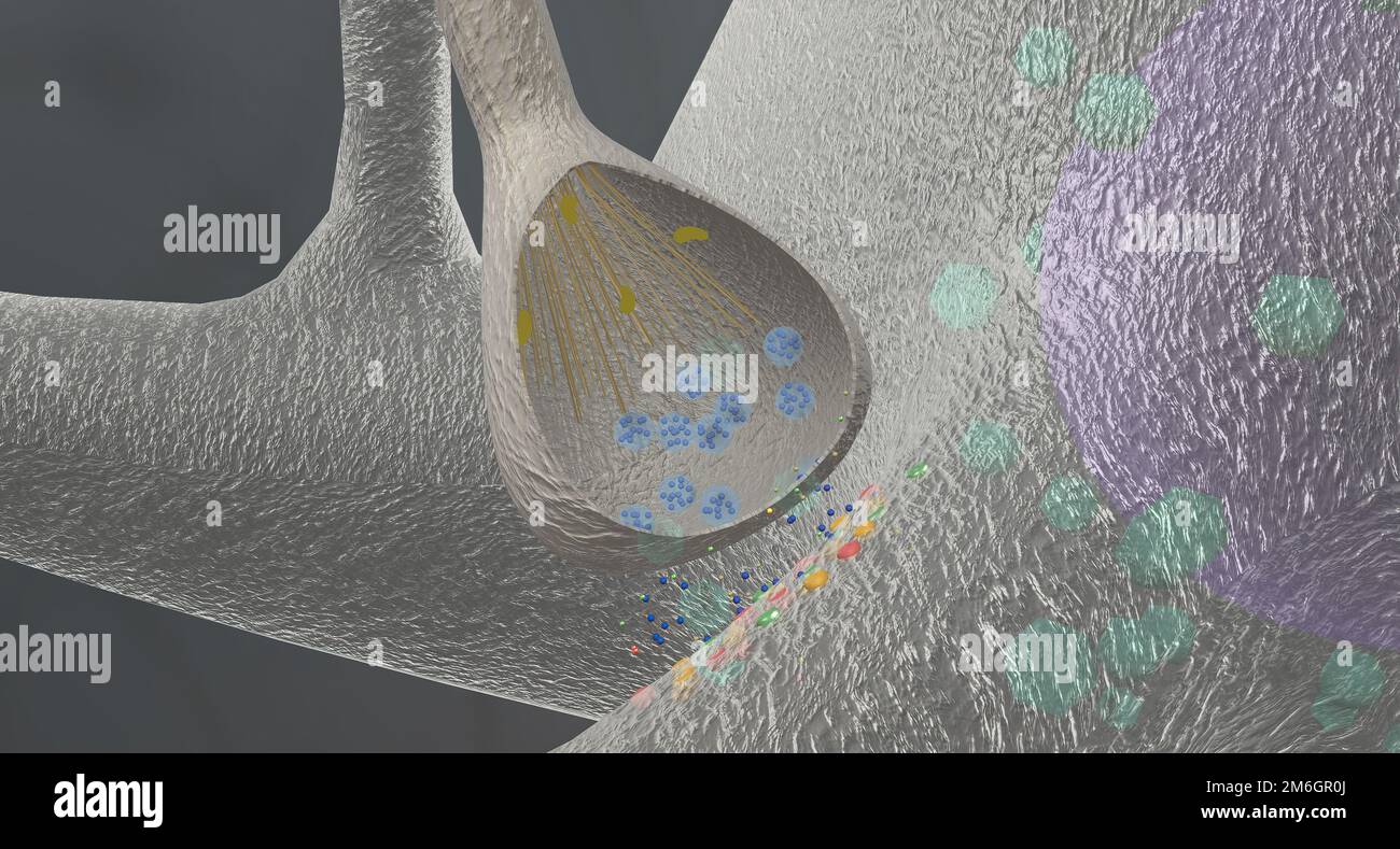 Resting potential axon hi-res stock photography and images - Alamy