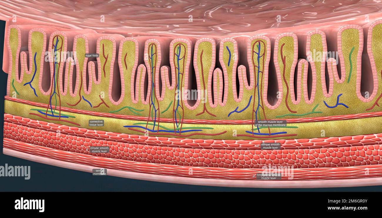 Mucous cavities hi-res stock photography and images - Alamy