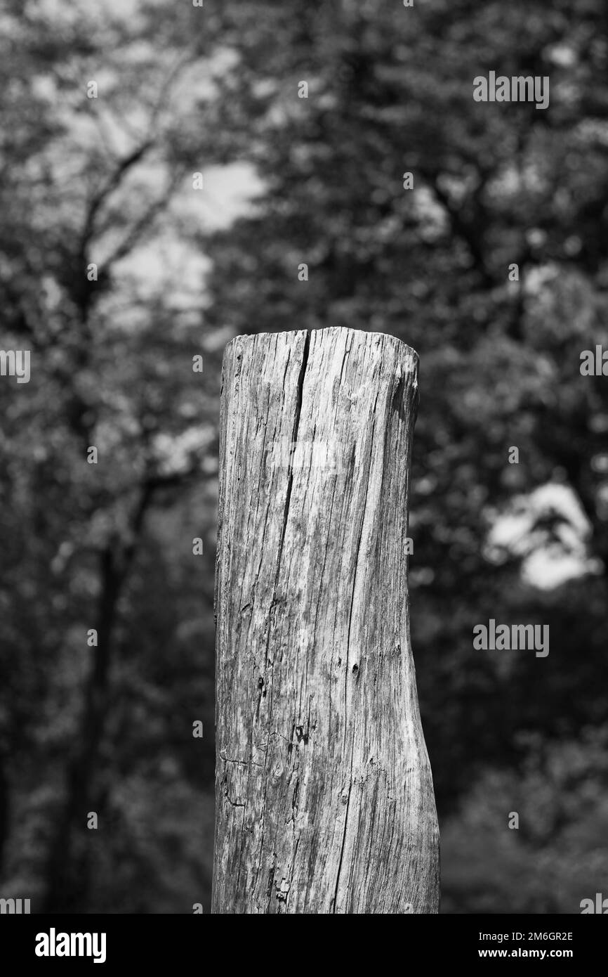 Old tree stumps standing in the meadow in a black and white monochrome ...