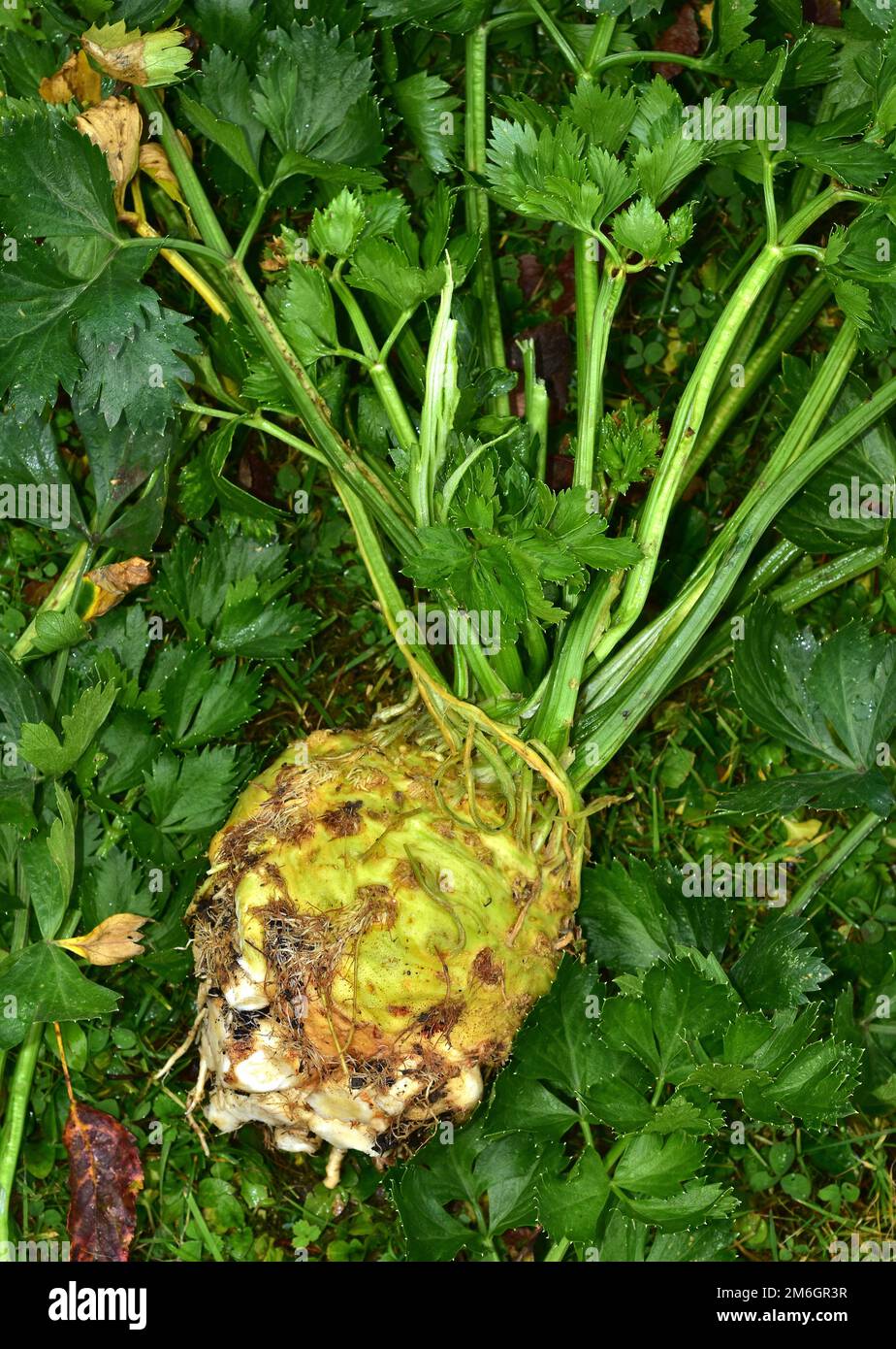Celeriac, smallage, celery Stock Photo - Alamy