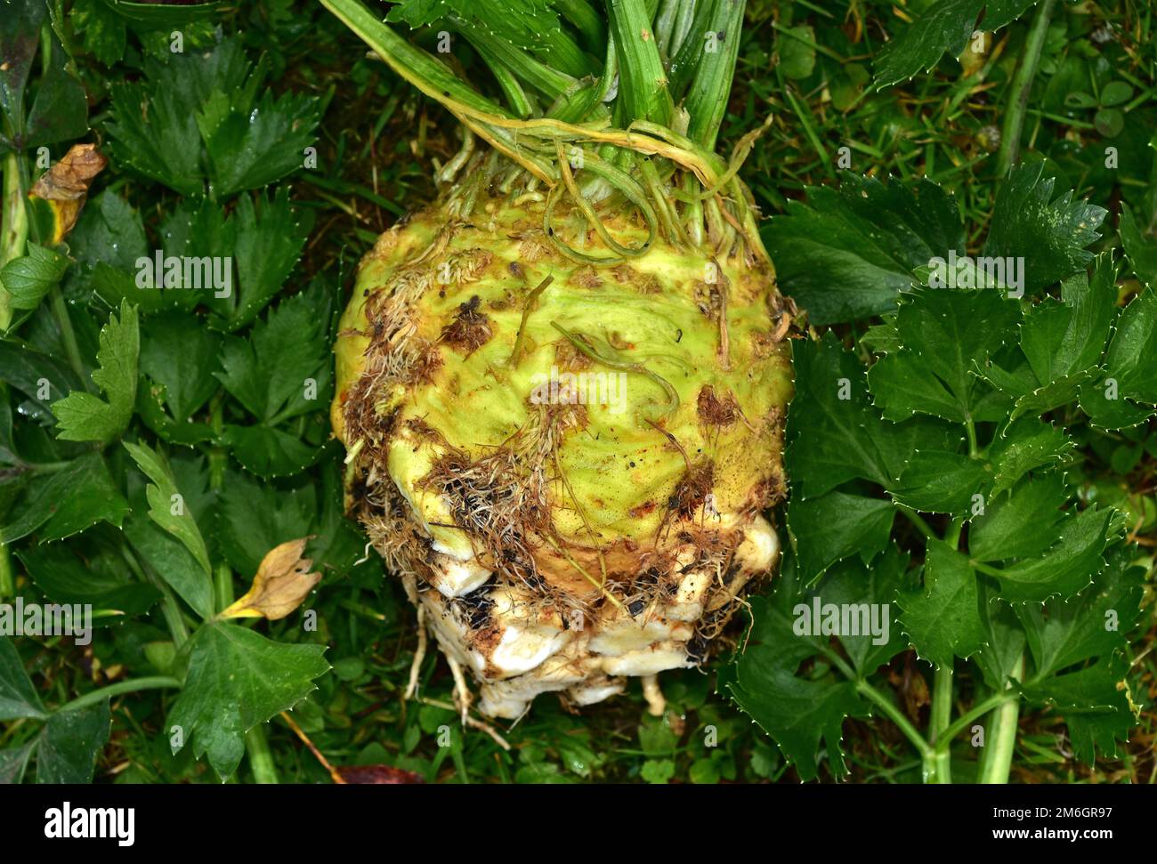 Apium graveolens root hi-res stock photography and images - Alamy
