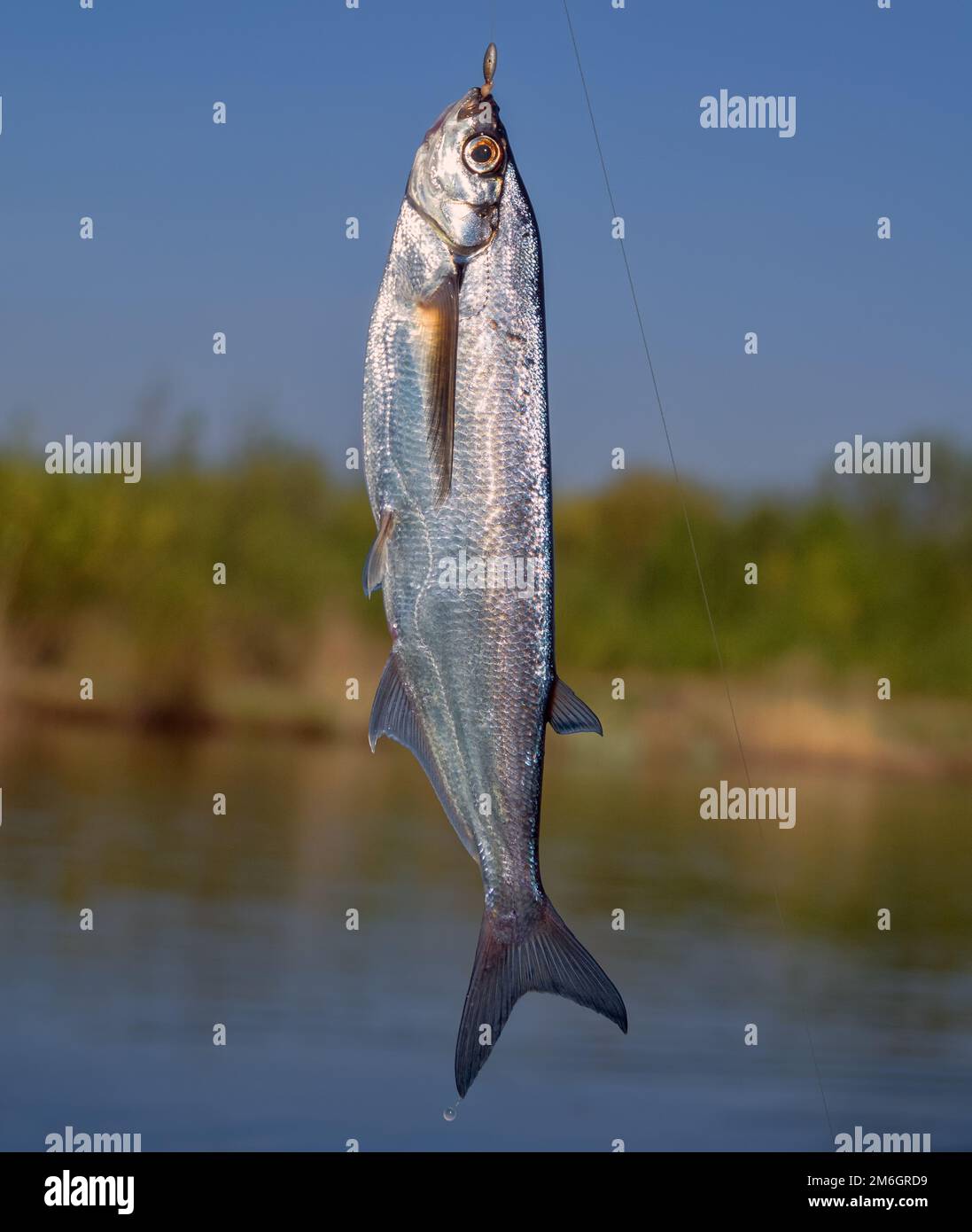 Dynamic picture when Sabrefish are fishing Stock Photo - Alamy