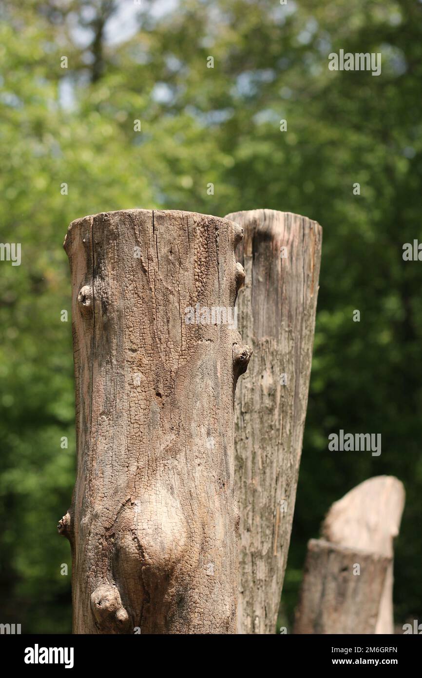 Field with tree stumps hi-res stock photography and images - Alamy