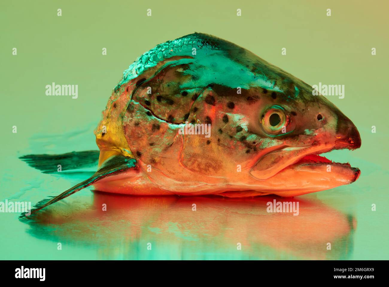 A Trout fish head laying on a stanless steel metal surface lit by ...