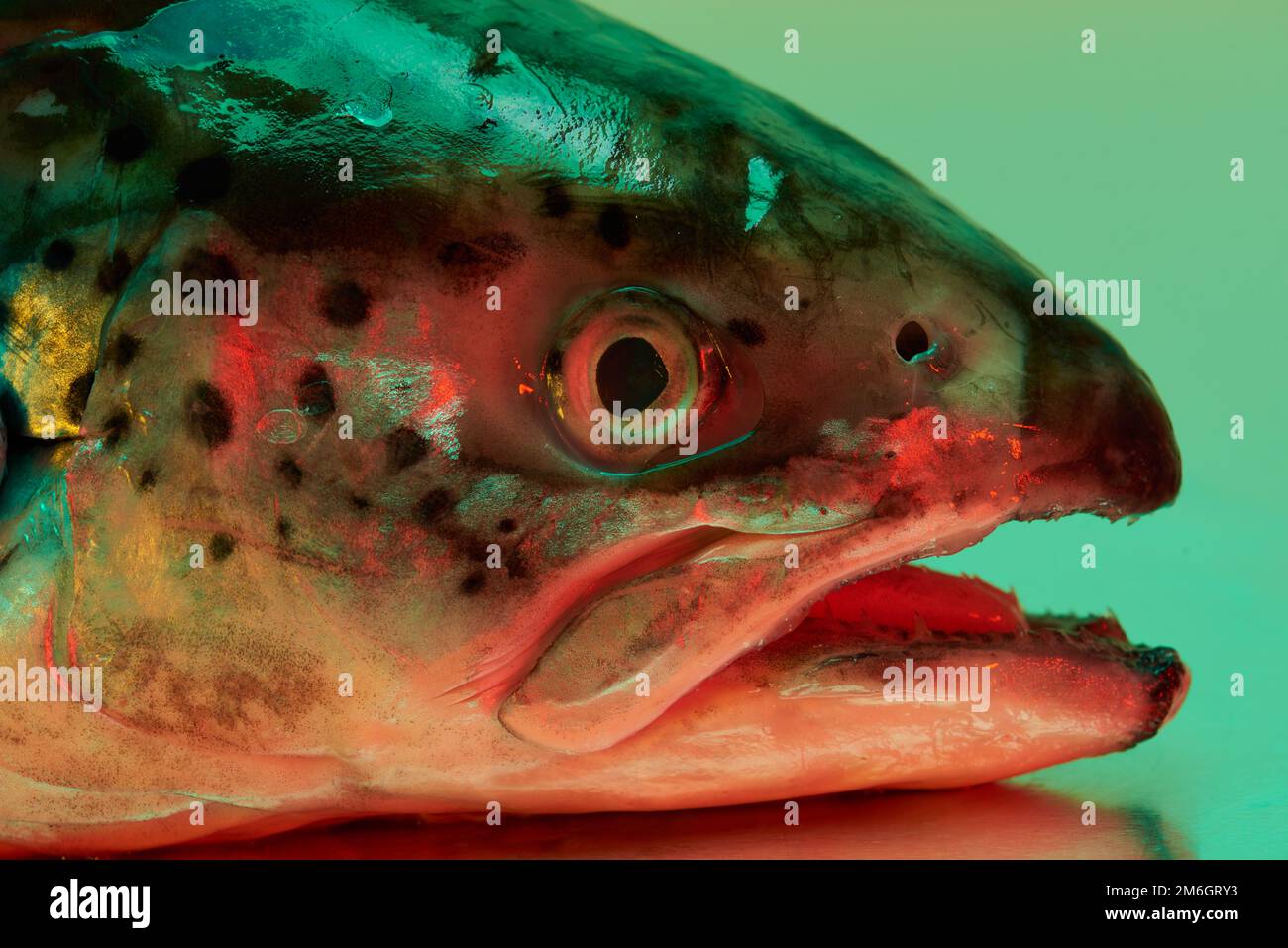 A Trout fish head laying on a stanless steel metal surface lit by ...