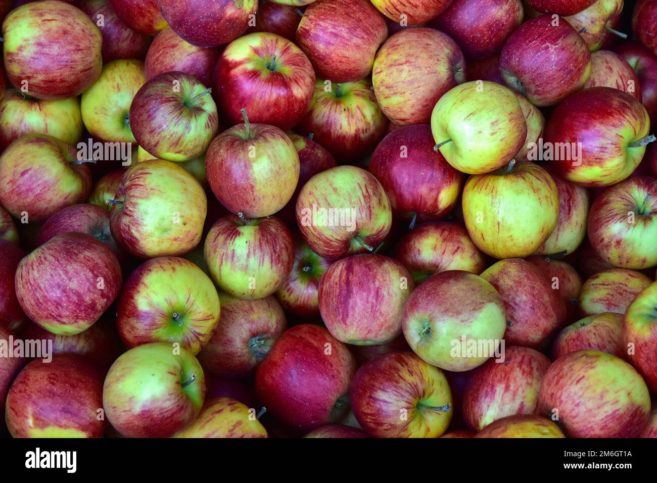 Apples italy apple tree hi-res stock photography and images - Alamy