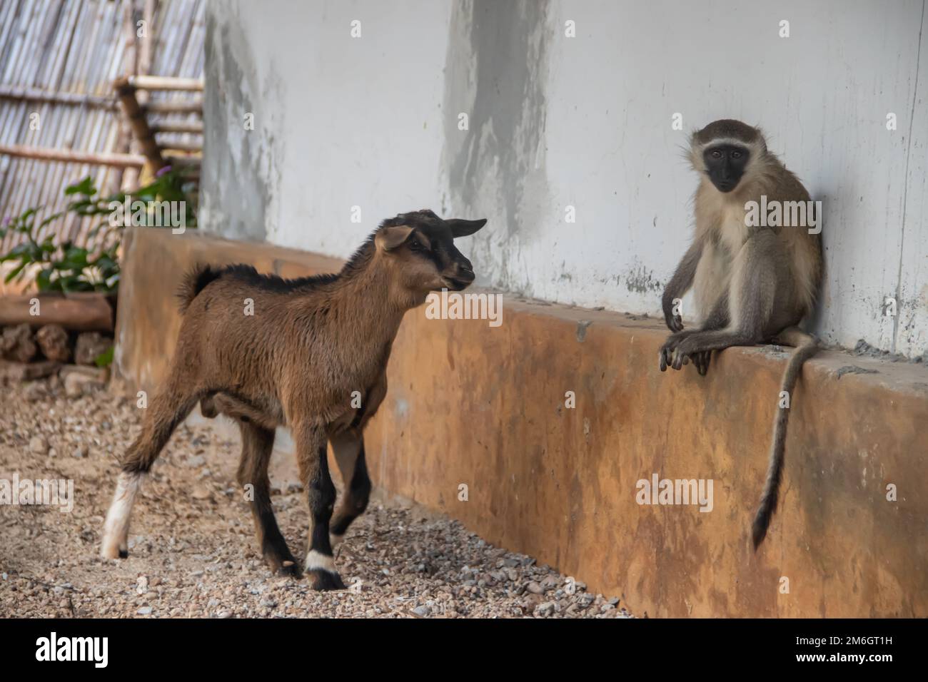The monkey and the Goat as pets and friends in African village Stock ...