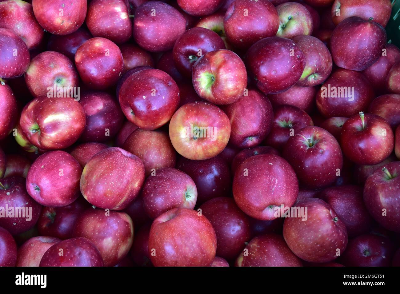 Apfel cosmic crisp hi-res stock photography and images - Alamy