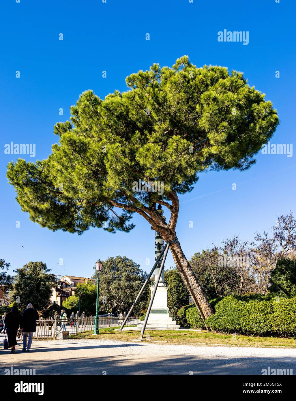 Italian stone pine held up by structure with blue skies during winter ...