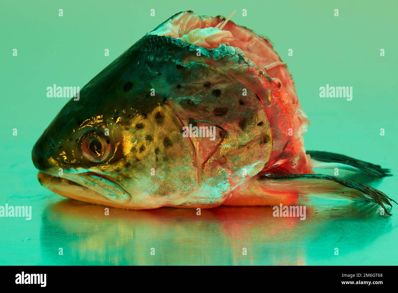 A Trout fish head laying on a stanless steel metal surface lit by ...