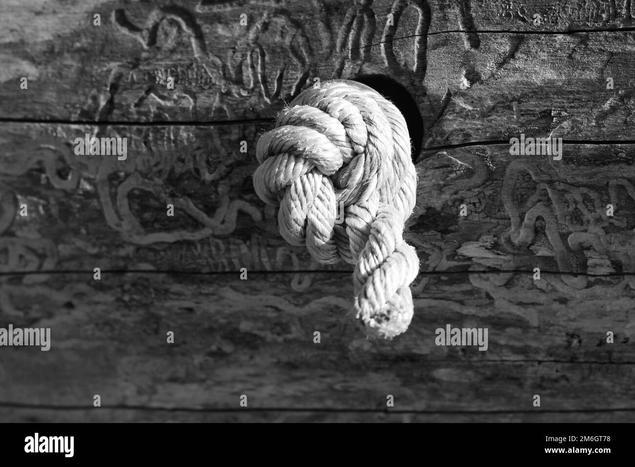 A rope twisted into a knot to have holding power in a black and white ...