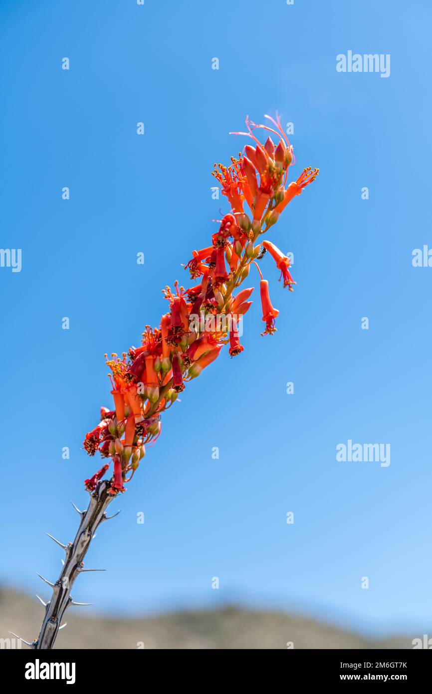 A spiny stems Ocotillo in Saguaro NP, Arizona Stock Photo - Alamy
