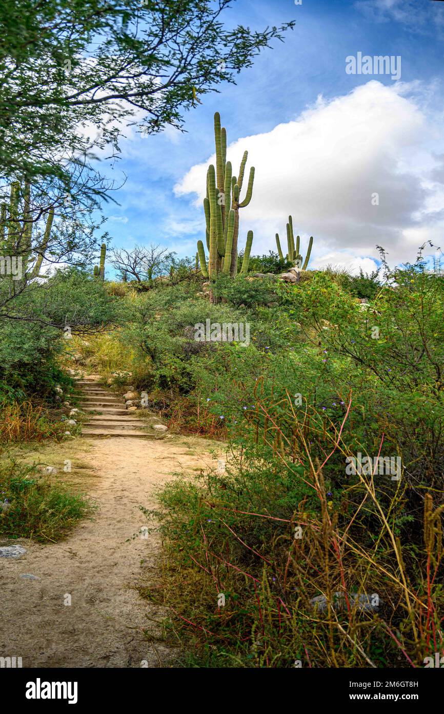 A gorgeous view of the landscape in Catalina SP, Arizona Stock Photo ...
