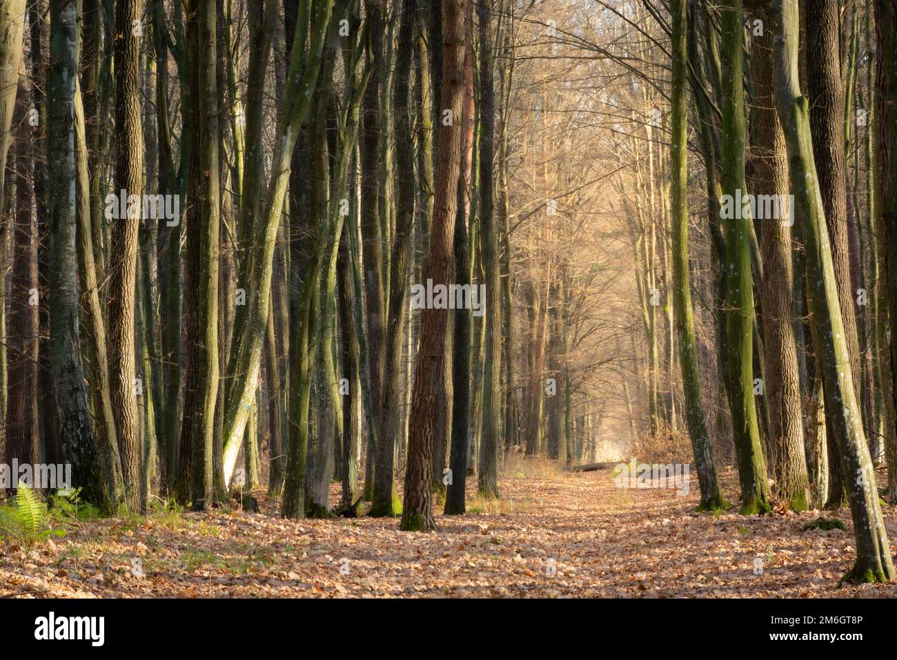 An alley in the forest between tall trees Stock Photo - Alamy