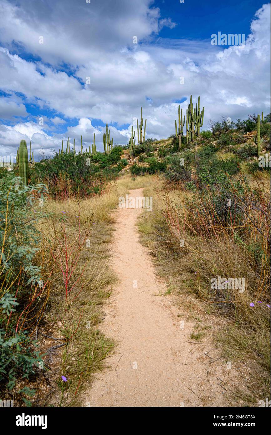 A gorgeous view of the landscape in Catalina SP, Arizona Stock Photo ...