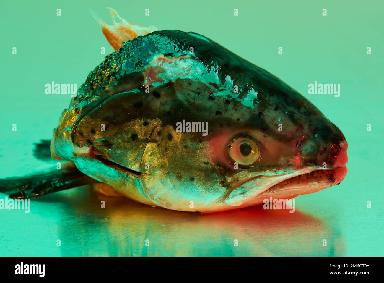 A Trout fish head laying on a stanless steel metal surface lit by ...