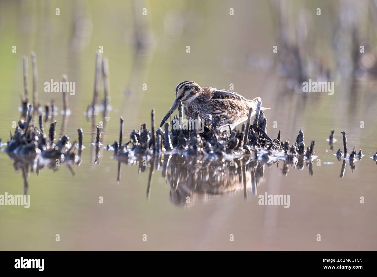 Rare snipe hi-res stock photography and images - Alamy