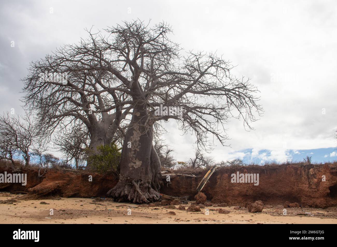 Old and huge Baobab tree growing between massive rustic rocks damaged ...
