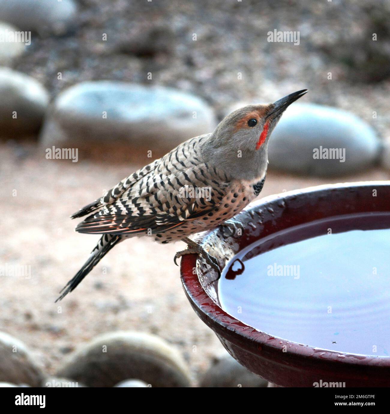 A Northern flicker (Colaptes auratus), also known as a red-shafted ...