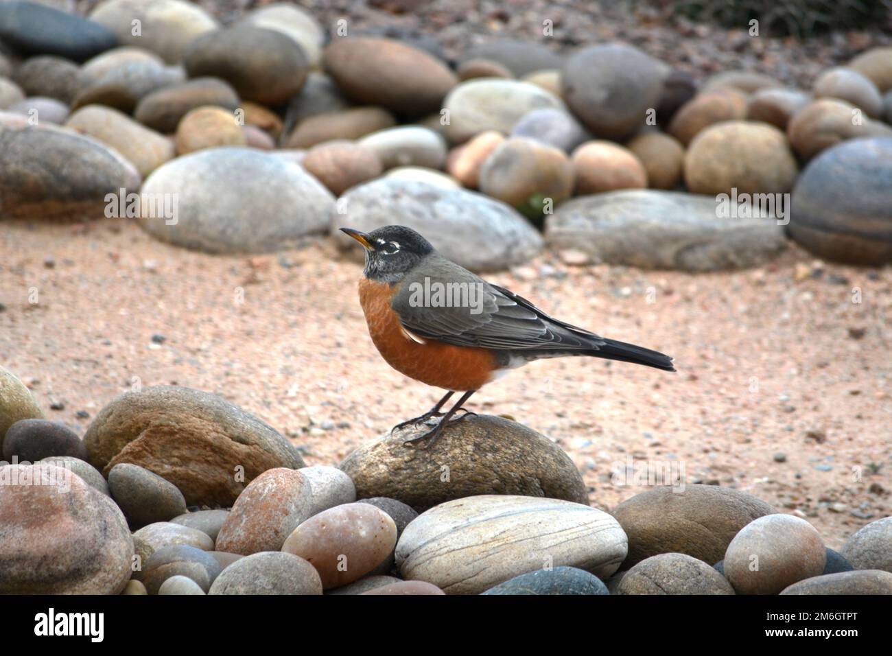 An American robin (Turdus migratorius) visits a backyard garden in ...
