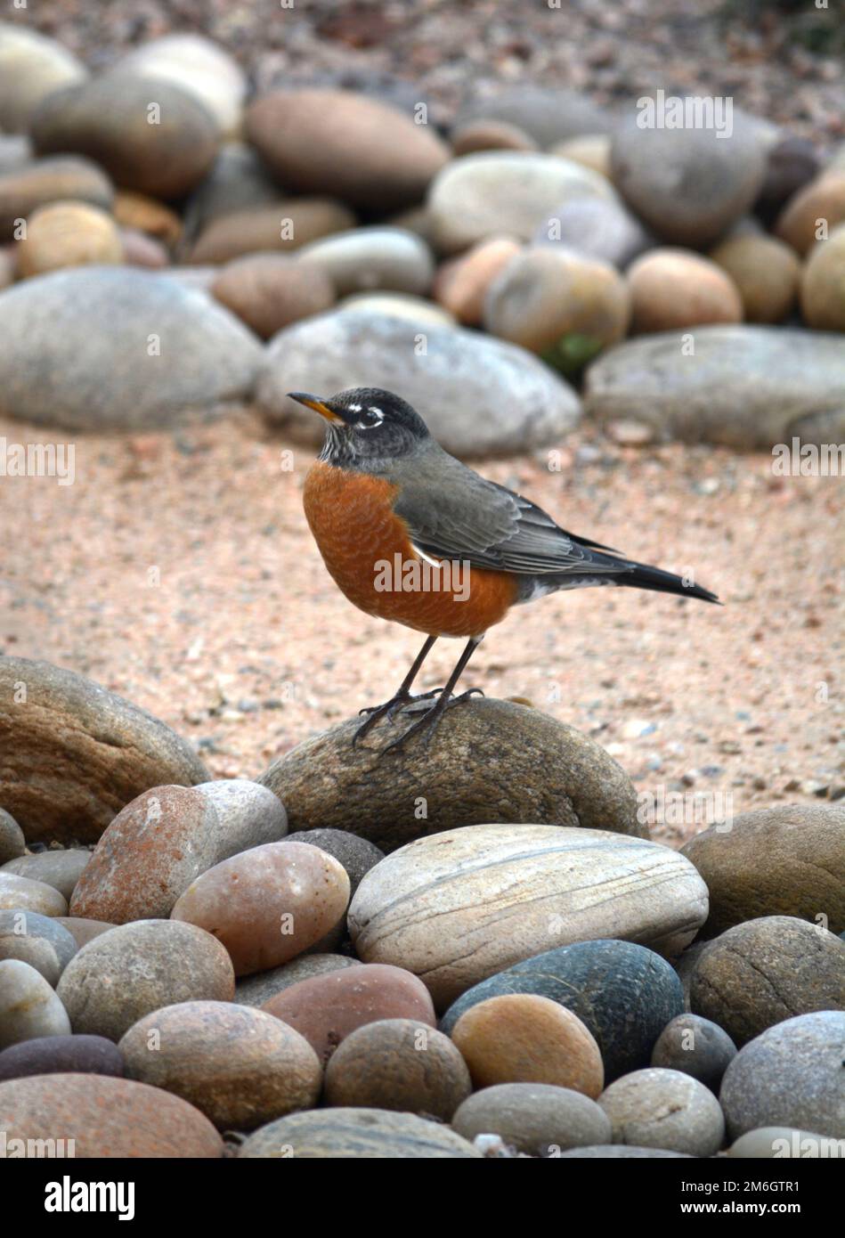 An American robin (Turdus migratorius) visits a backyard garden in ...